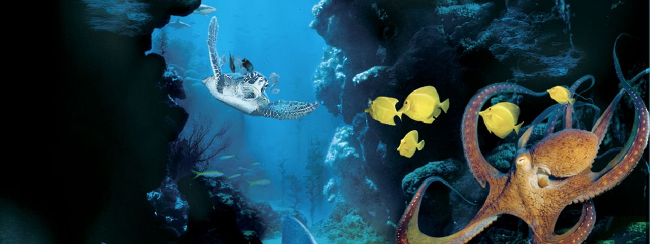 IMAX: Deep Sea | maxdome